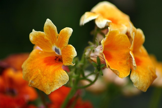 Nemesia Flower Common Name | Best Flower Site